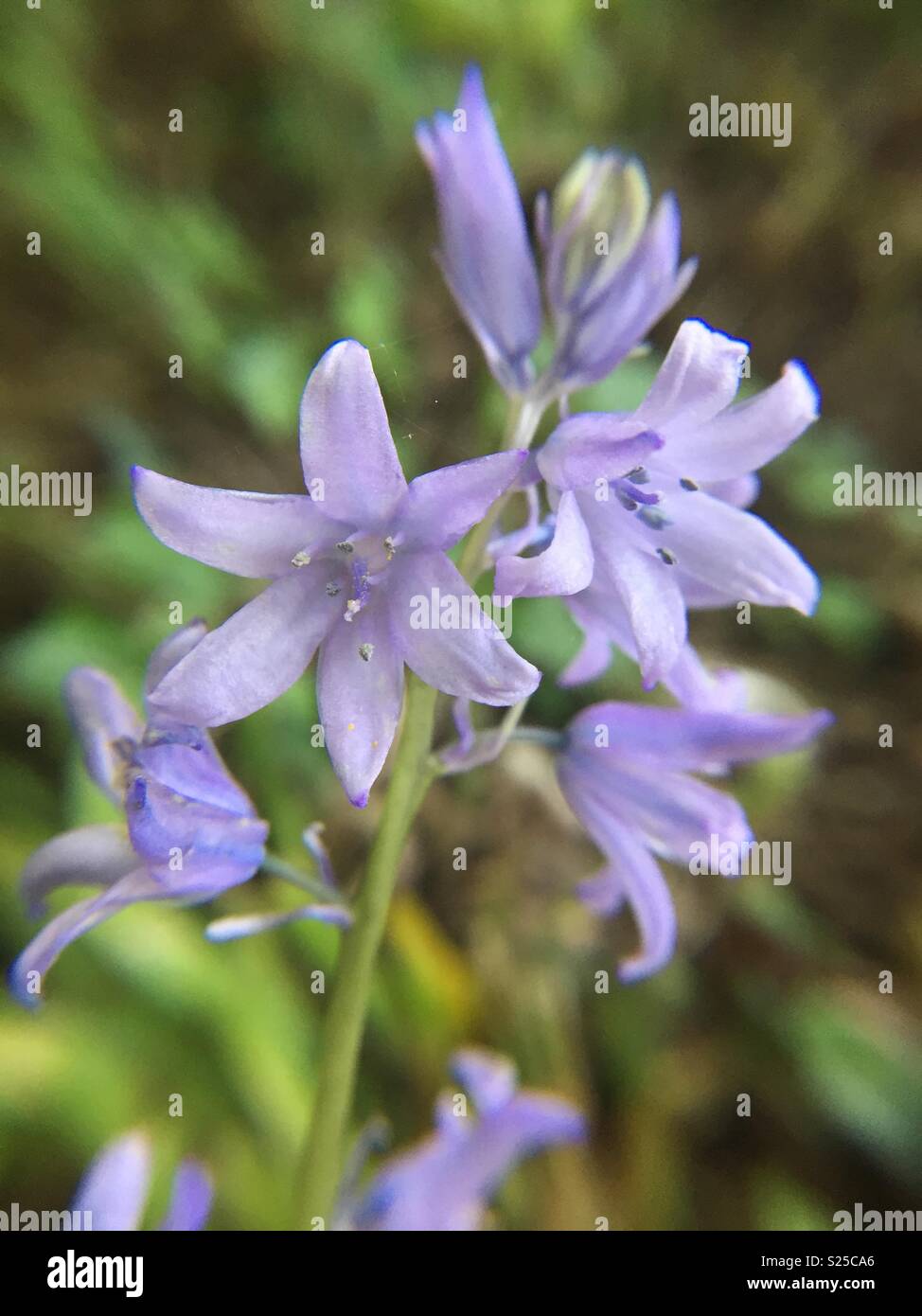 Ookow flower hi-res stock photography and images - Alamy