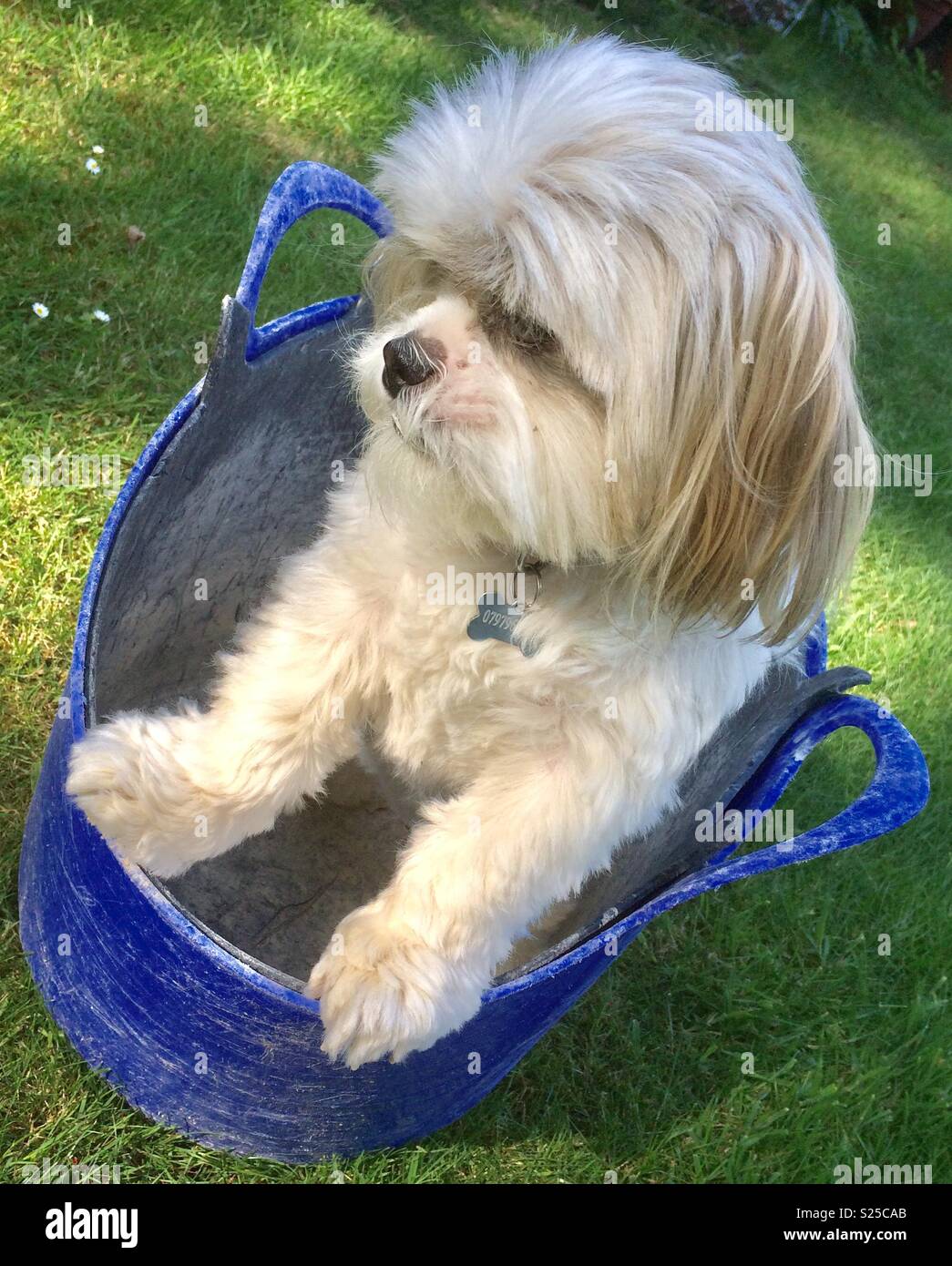 Dog in Bucket Stock Photo - Alamy