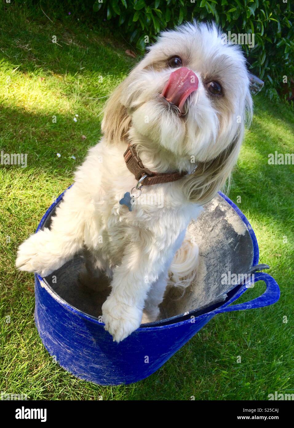 Dog in Bucket Licking Nose Stock Photo - Alamy