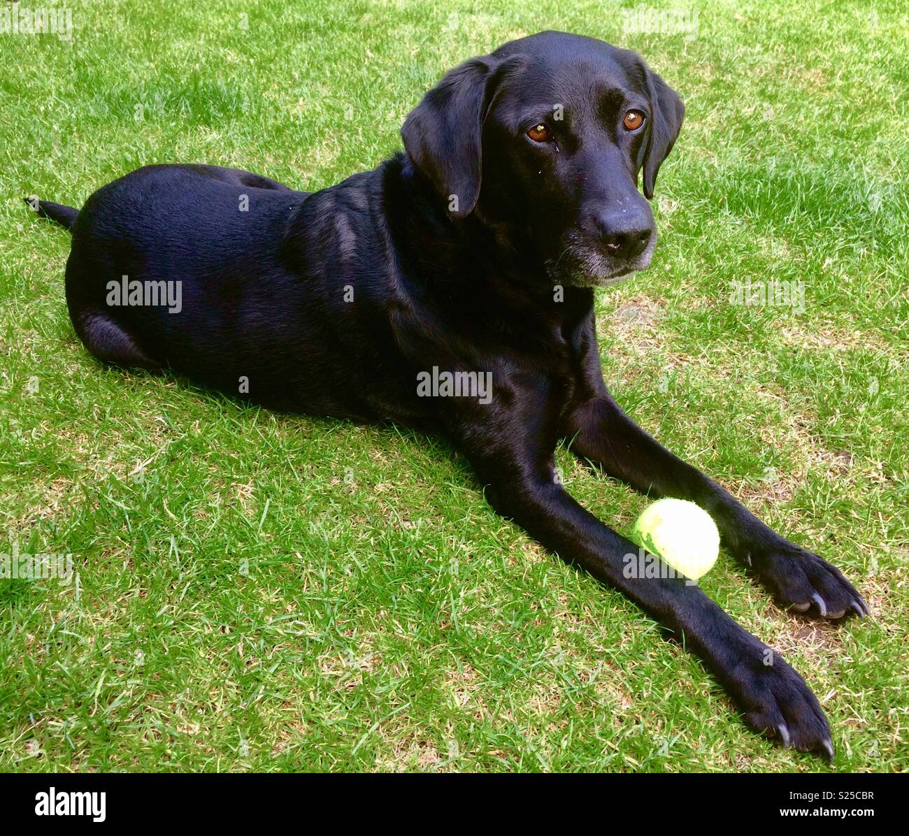 Dog with Ball Stock Photo - Alamy