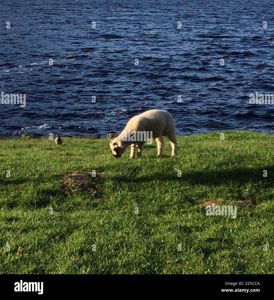 Duck and sheep best friends Stock Photo - Alamy