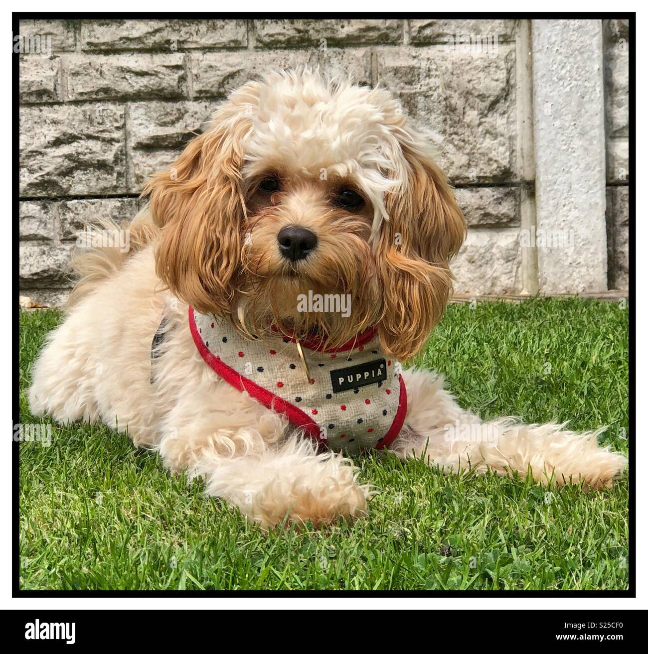 Cavapoo hi-res stock photography and images - Alamy