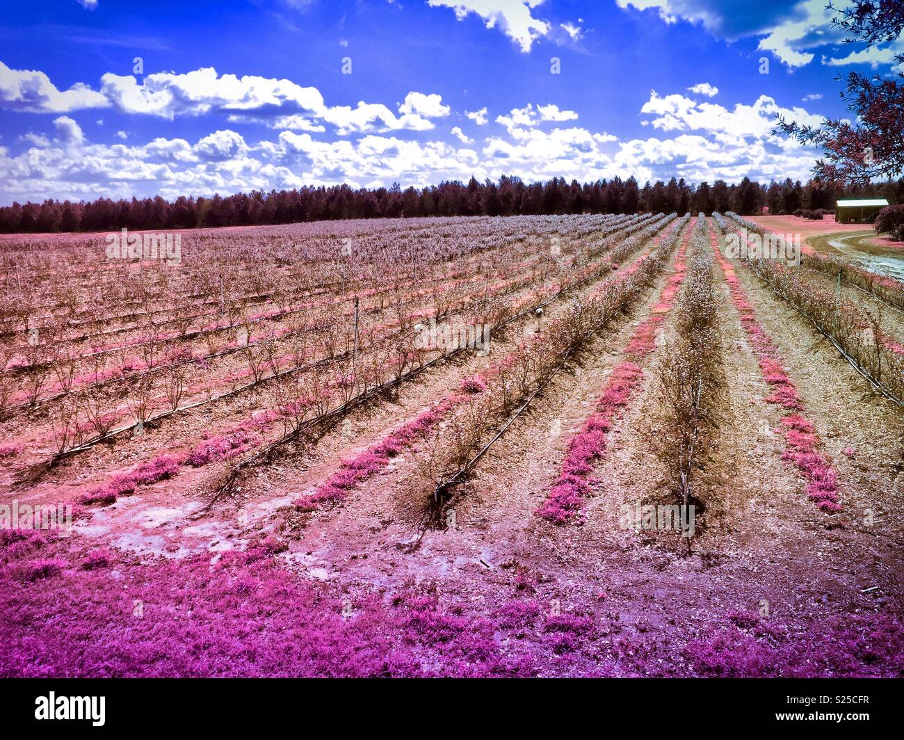 Field of pink Stock Photo - Alamy