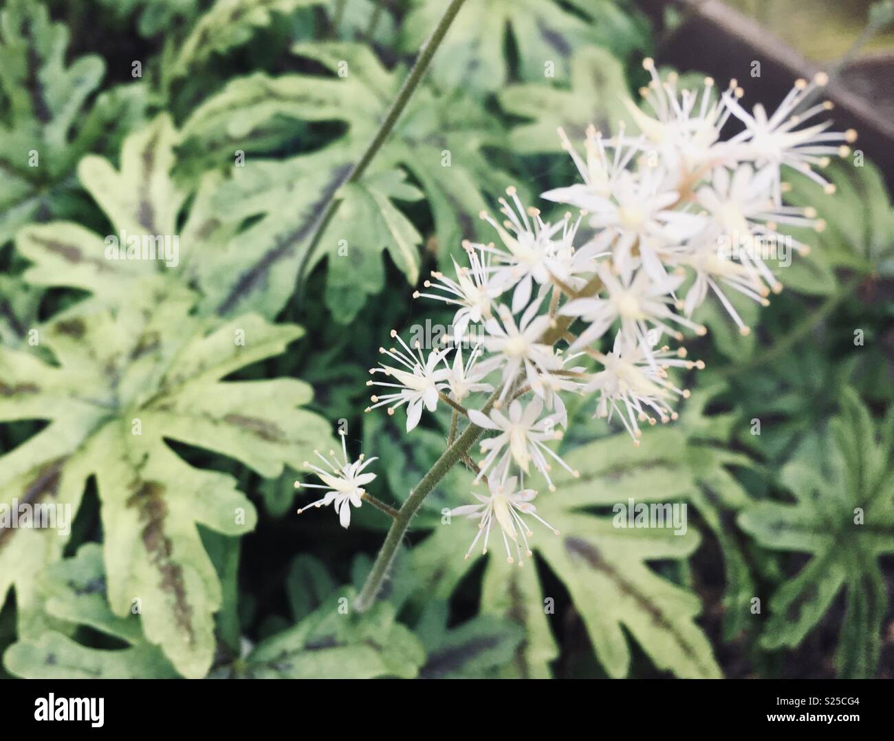 Tiarella hi-res stock photography and images - Alamy