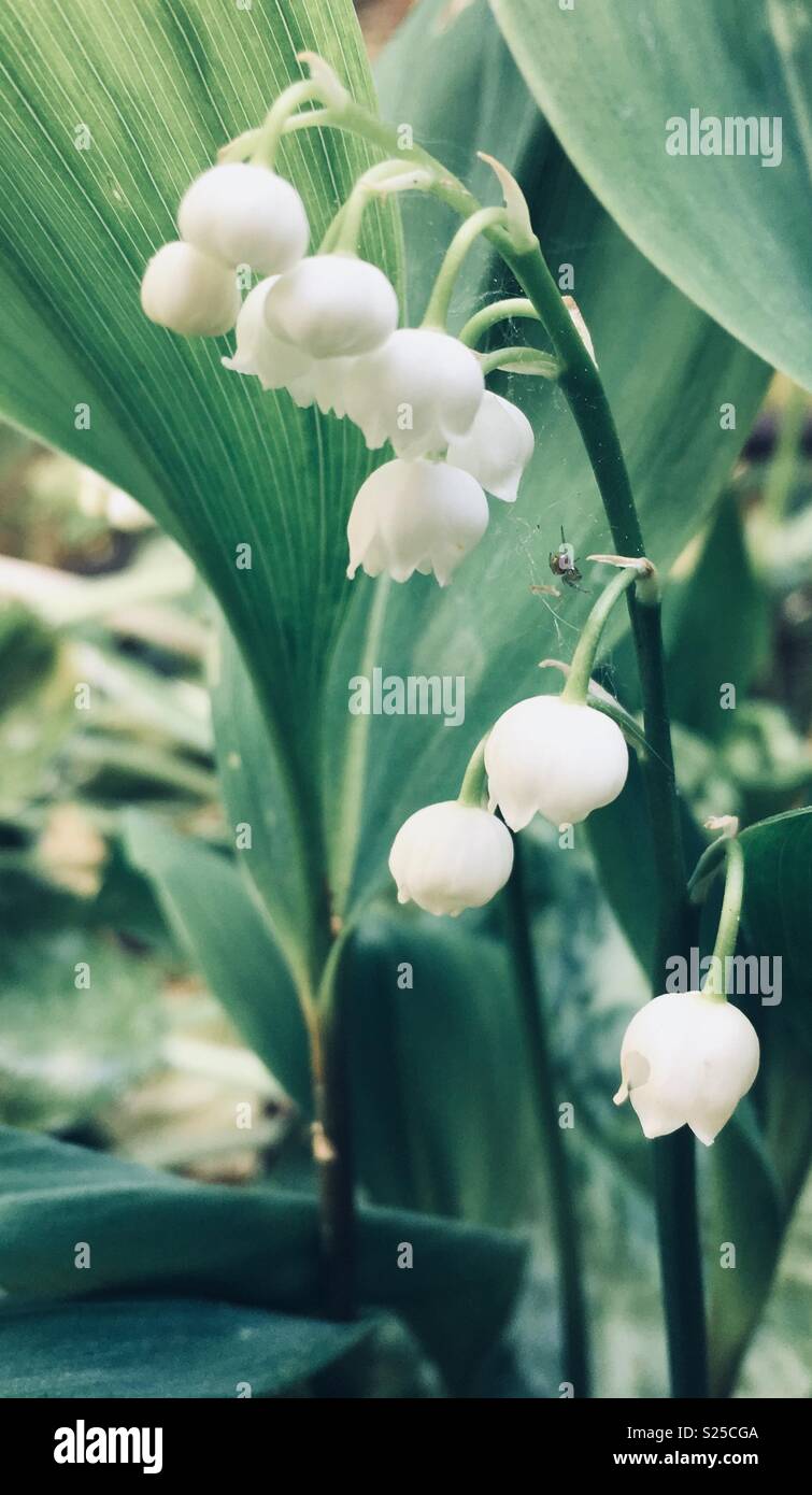 Pretty lily hi-res stock photography and images - Alamy