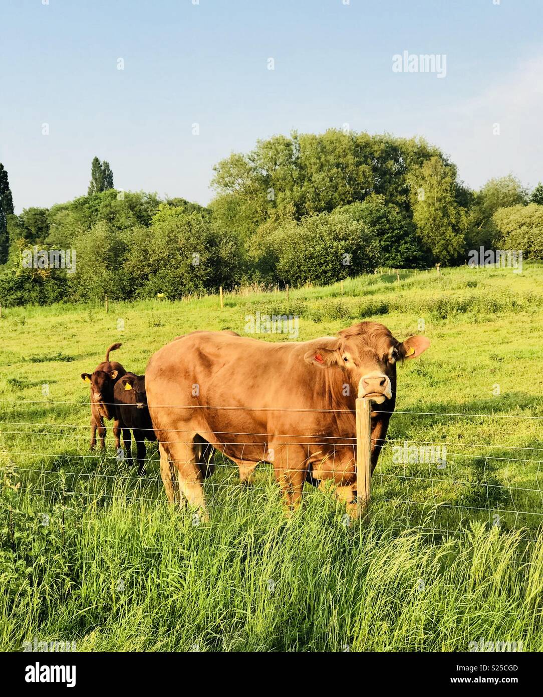 Bull with calves hi-res stock photography and images - Alamy