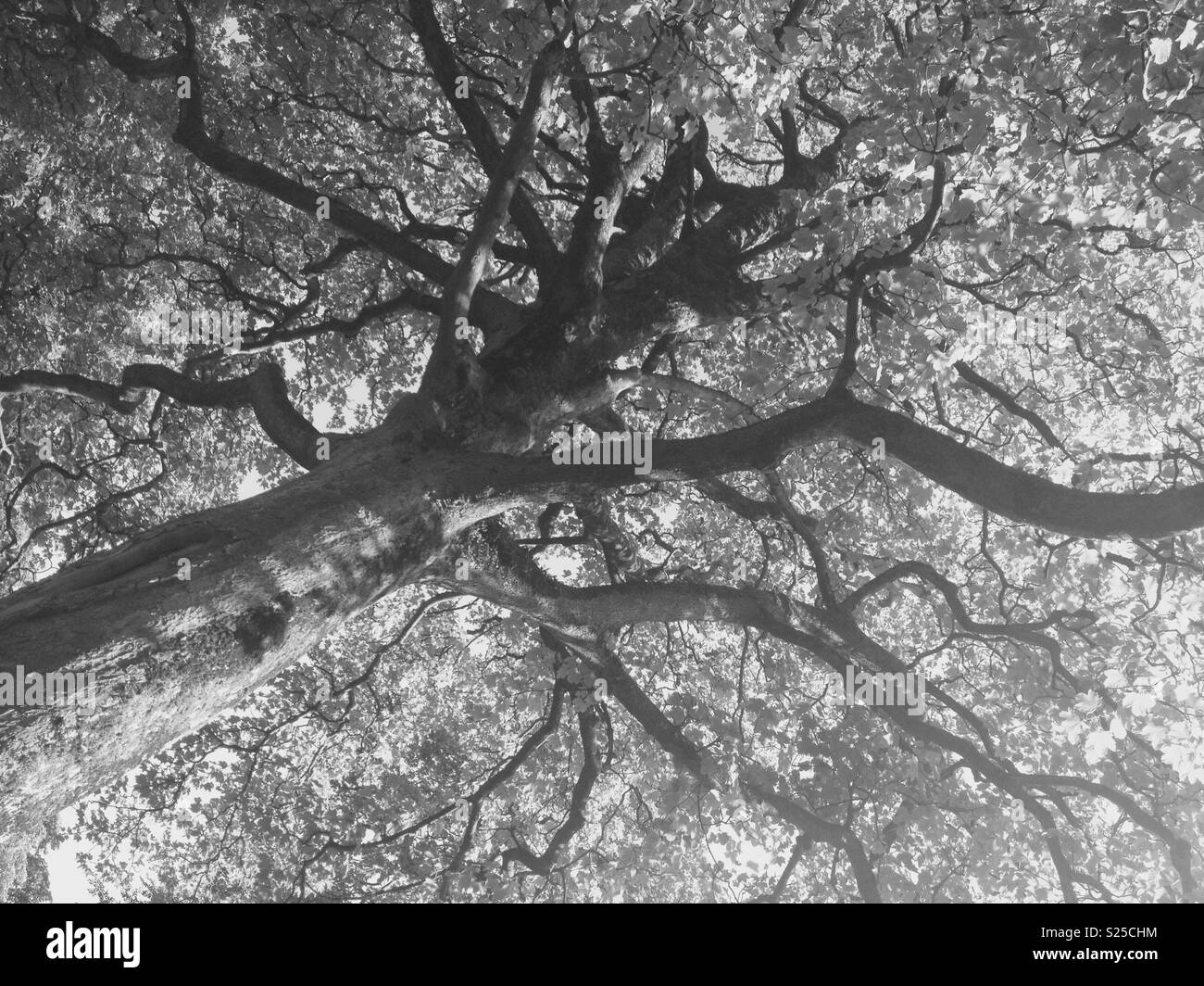 Tonal hi-res stock photography and images - Alamy