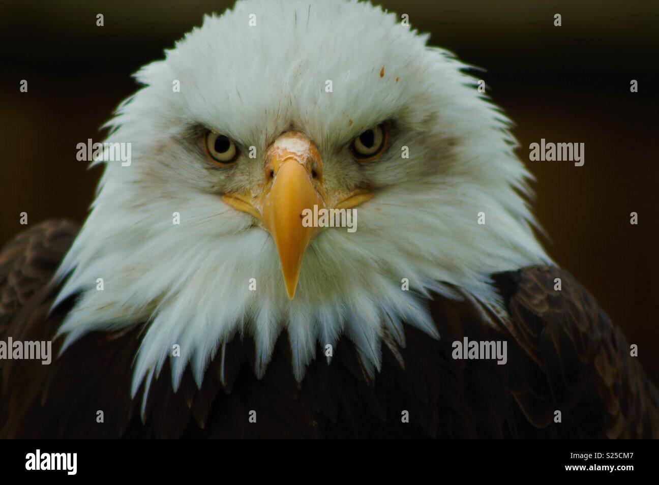Angry bald eagle Stock Photo - Alamy
