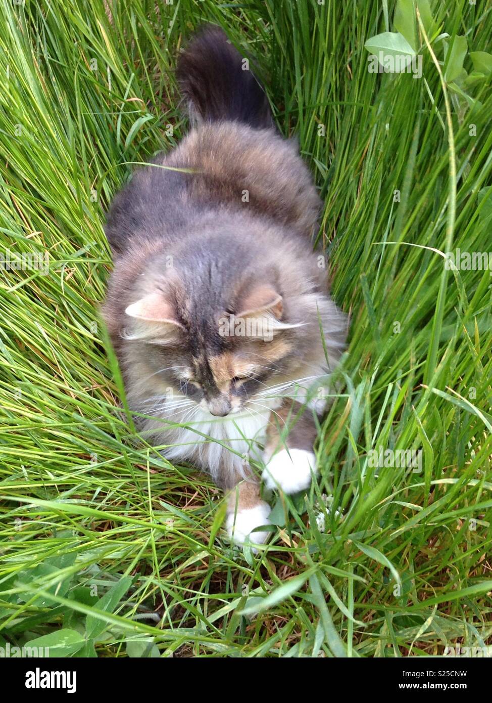 Covert hiding place - tall grass Stock Photo - Alamy