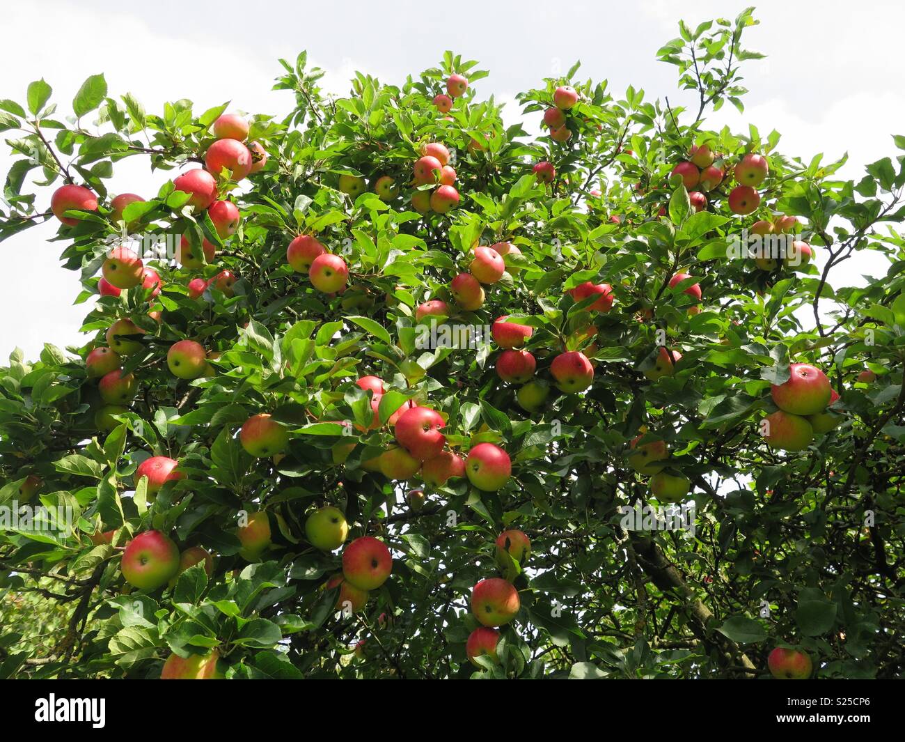 Apple tree planting hi-res stock photography and images - Alamy