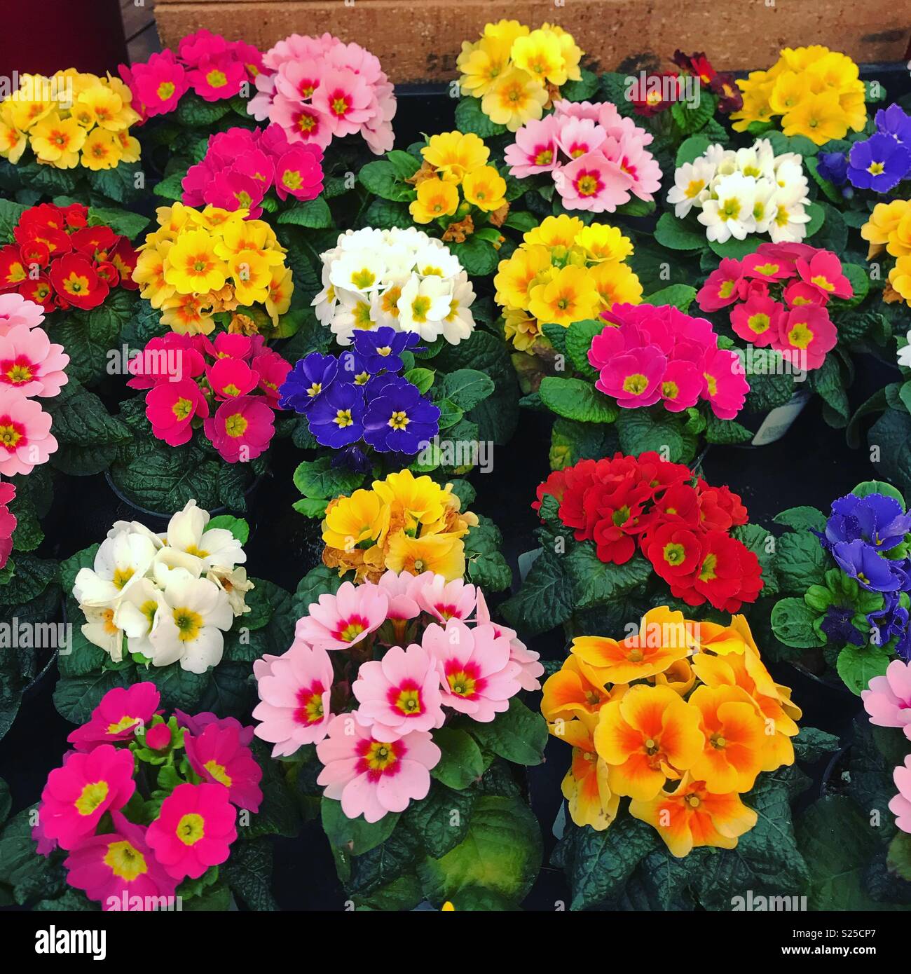 Pot plants flowers hi-res stock photography and images - Alamy