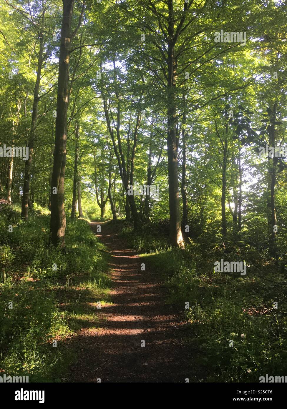 Forest path in evening sun and shadow Stock Photo - Alamy