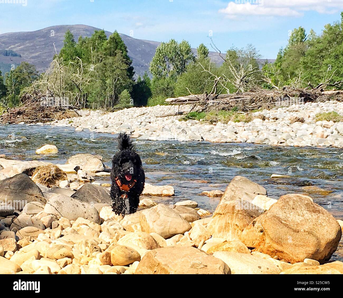 Summer river dog Stock Photo - Alamy