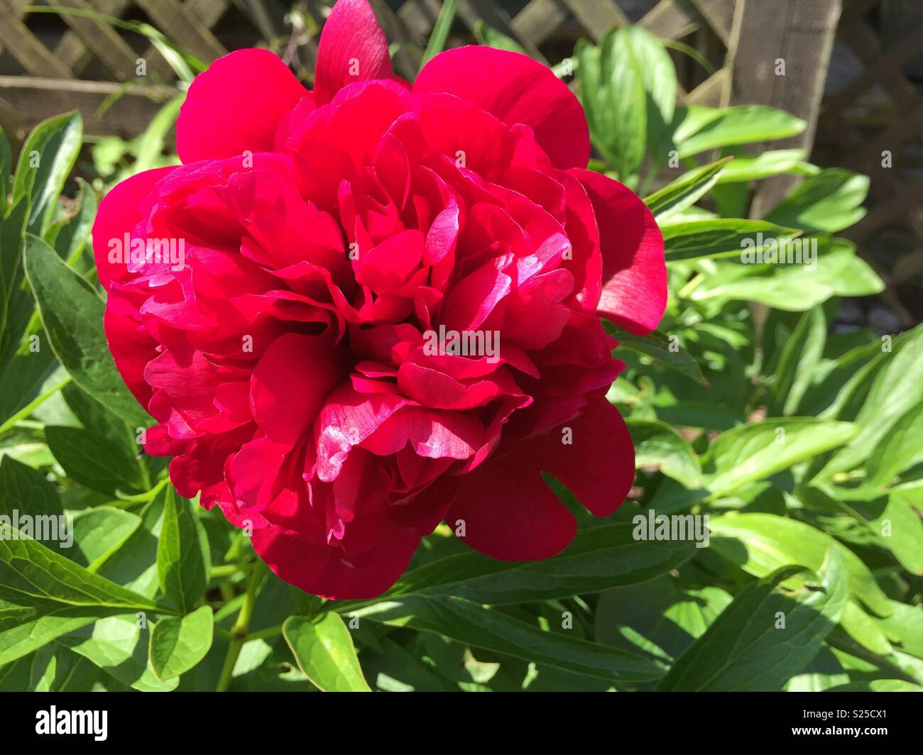 Red double peony hi-res stock photography and images - Alamy
