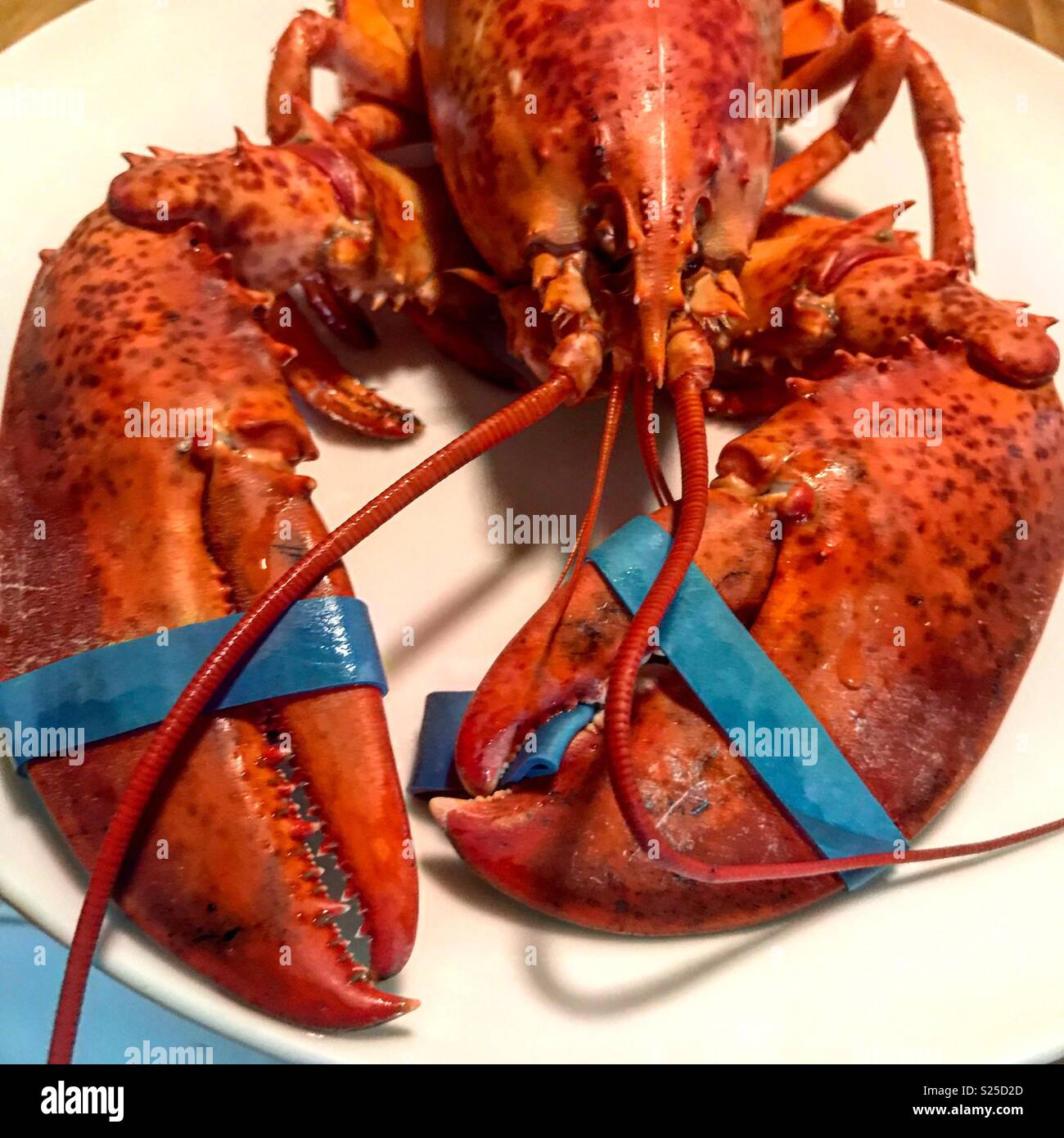 New England Lobster Stock Photos & New England Lobster Stock Images - Alamy
