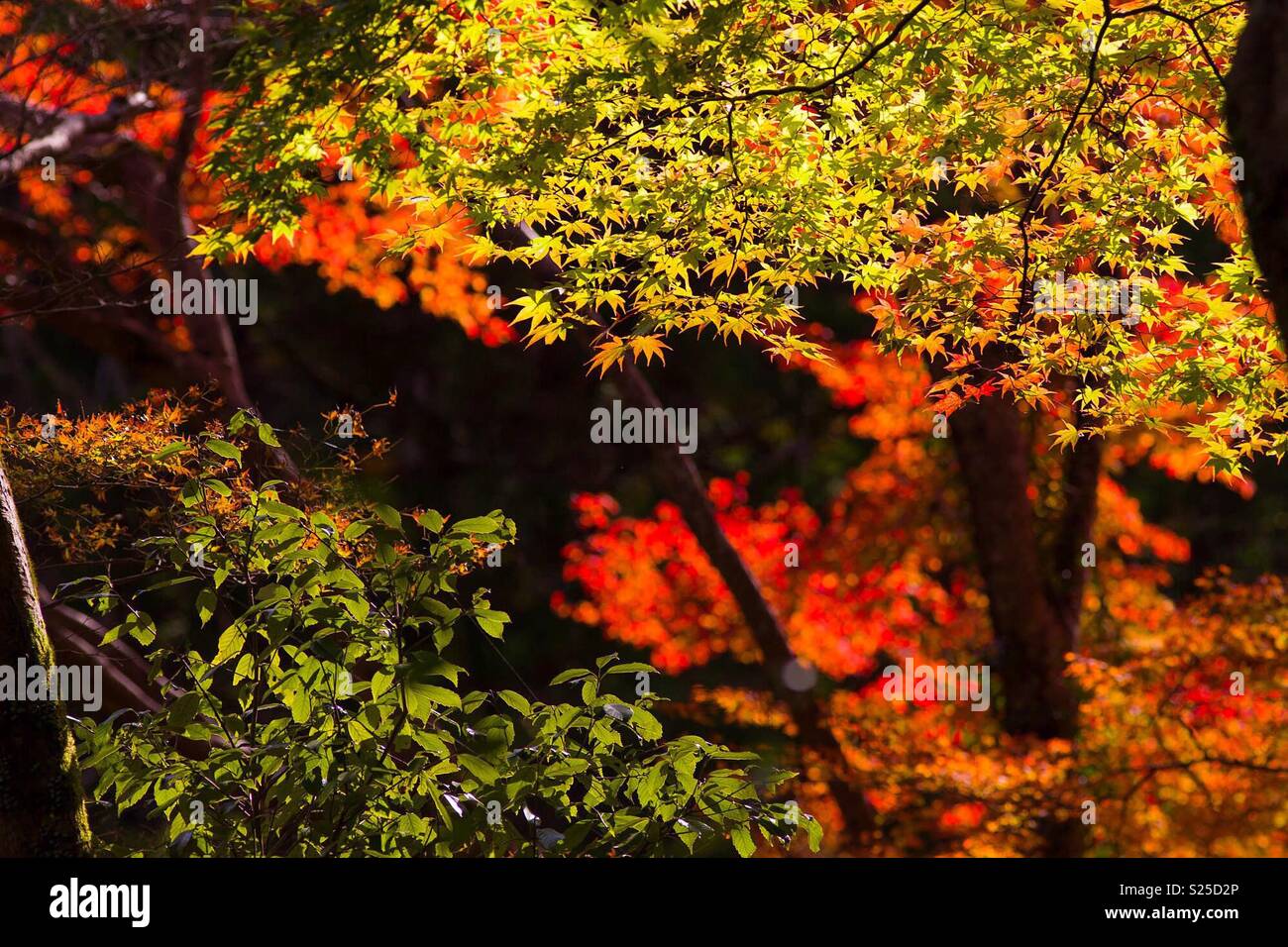 Minoo Waterfalls High Resolution Stock Photography and Images - Alamy