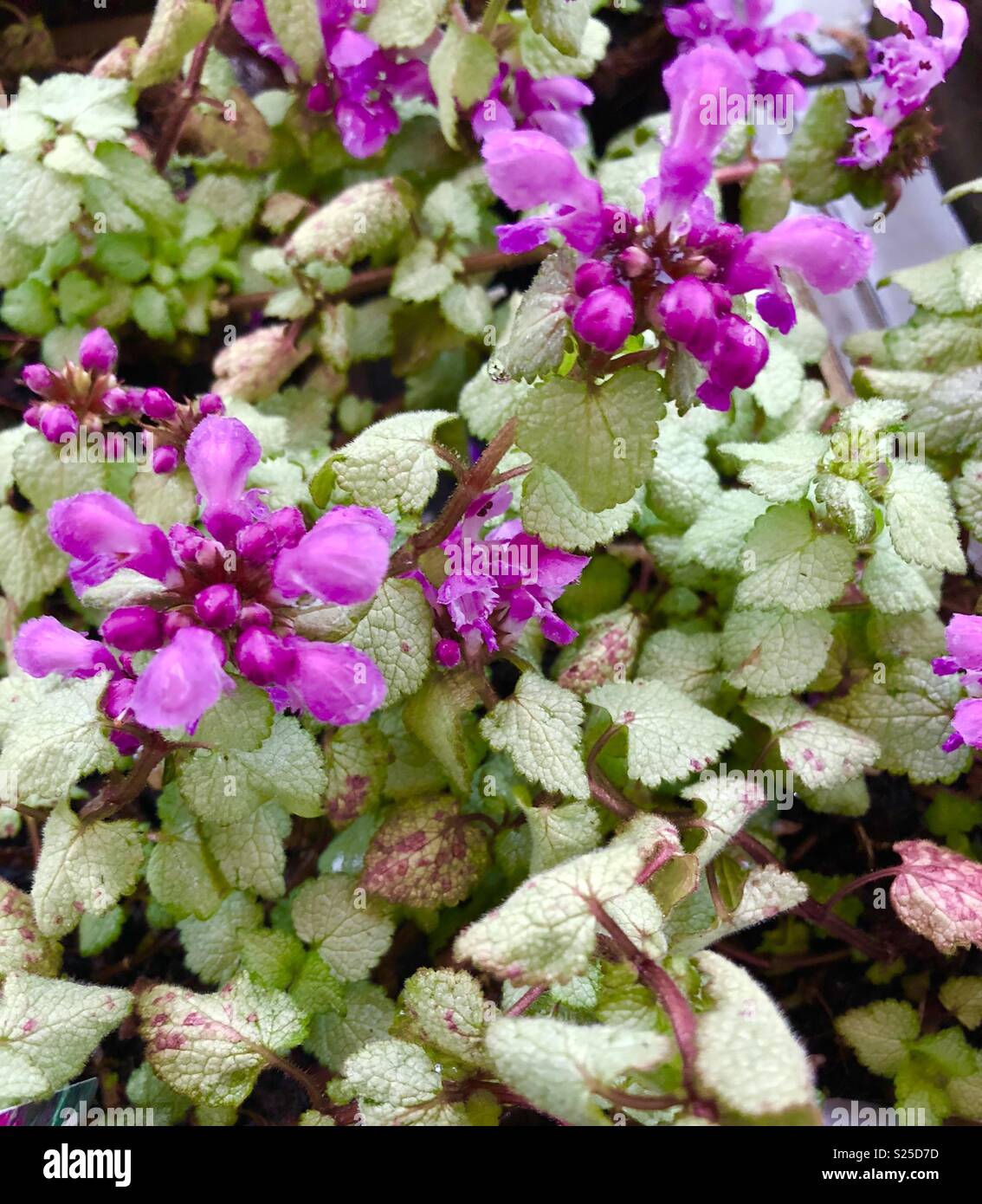 Lamium red Nancy purple flowers Stock Photo - Alamy
