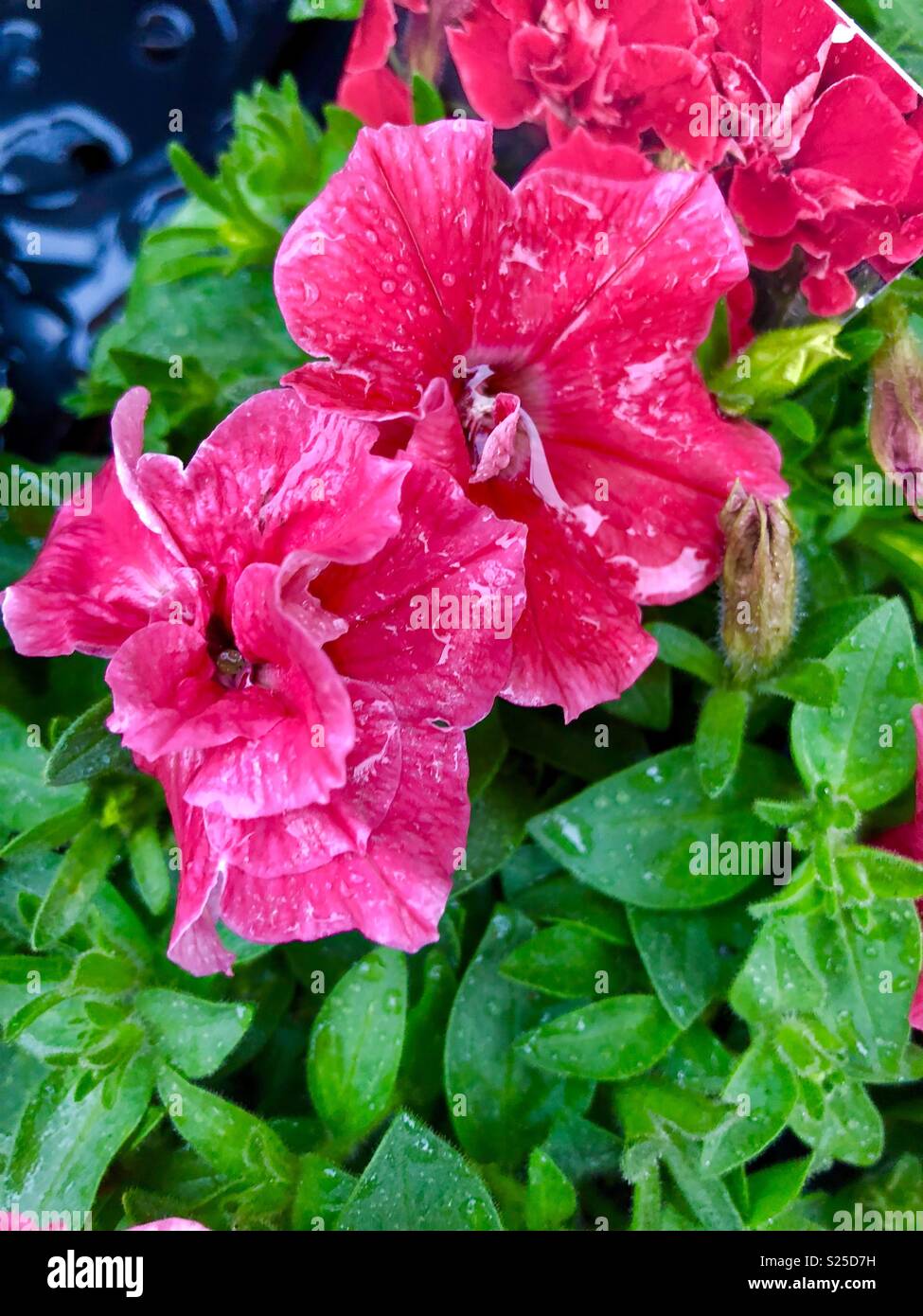 Double petunia origami watermelon pink flowers Stock Photo - Alamy
