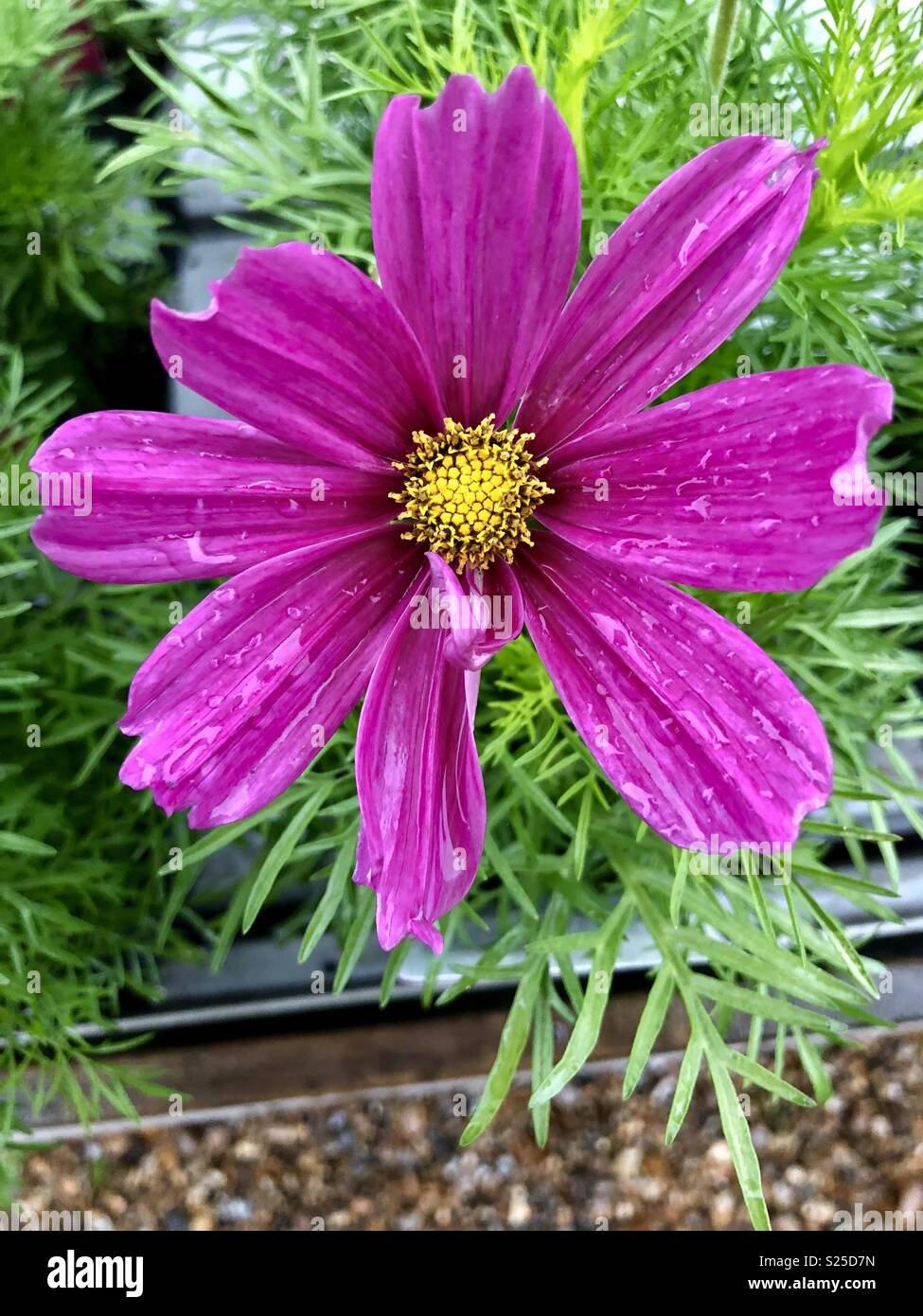 Cosmos Casanova violet flower Stock Photo - Alamy