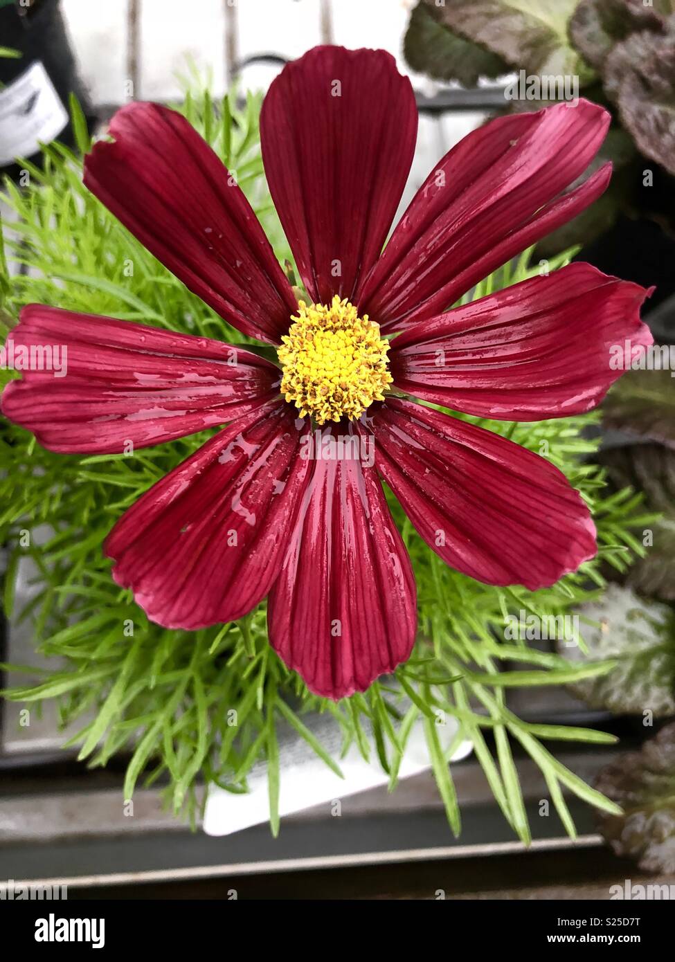 Cosmos casanova hi-res stock photography and images - Alamy