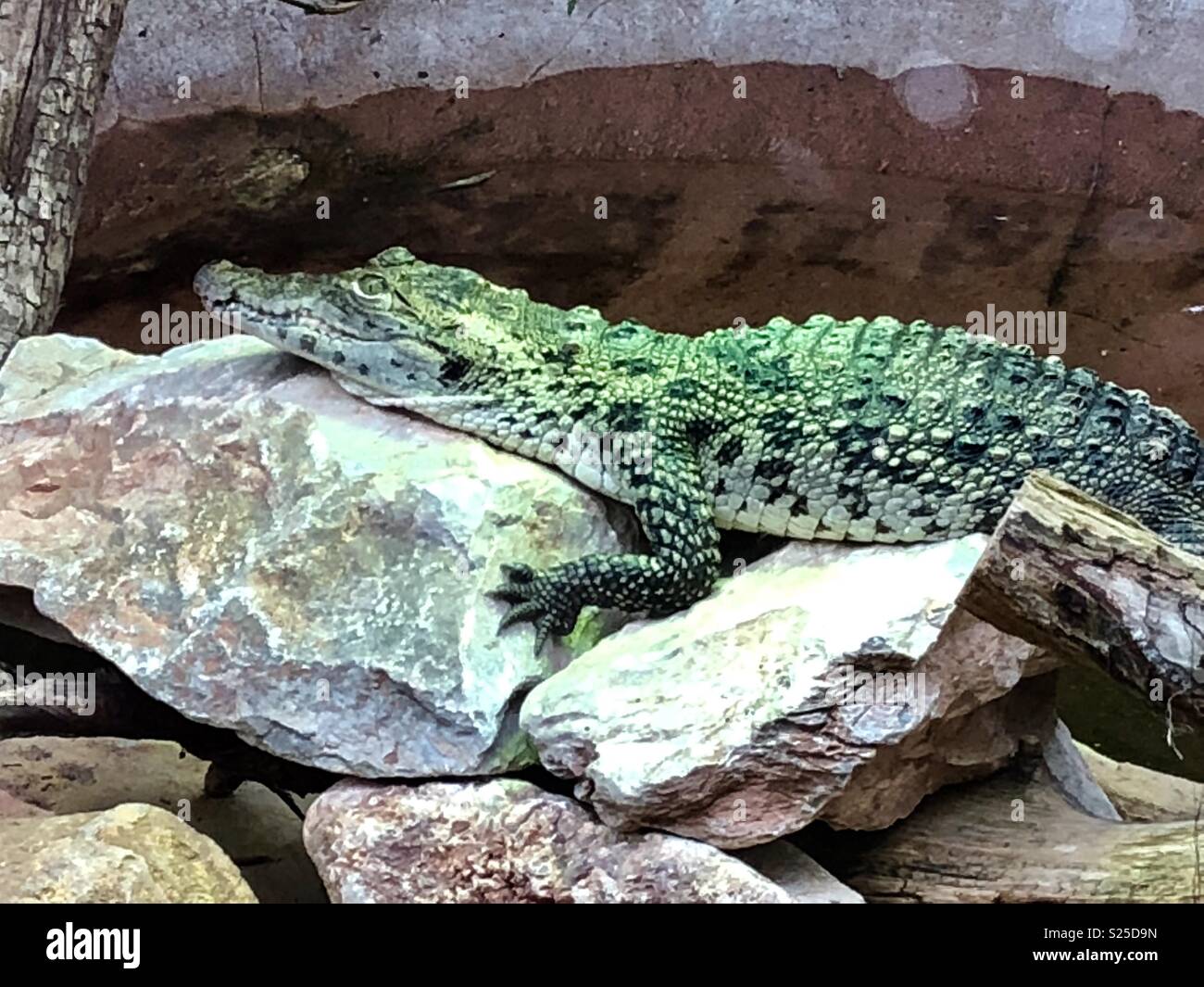 Lazy Crocodile High Resolution Stock Photography and Images - Alamy