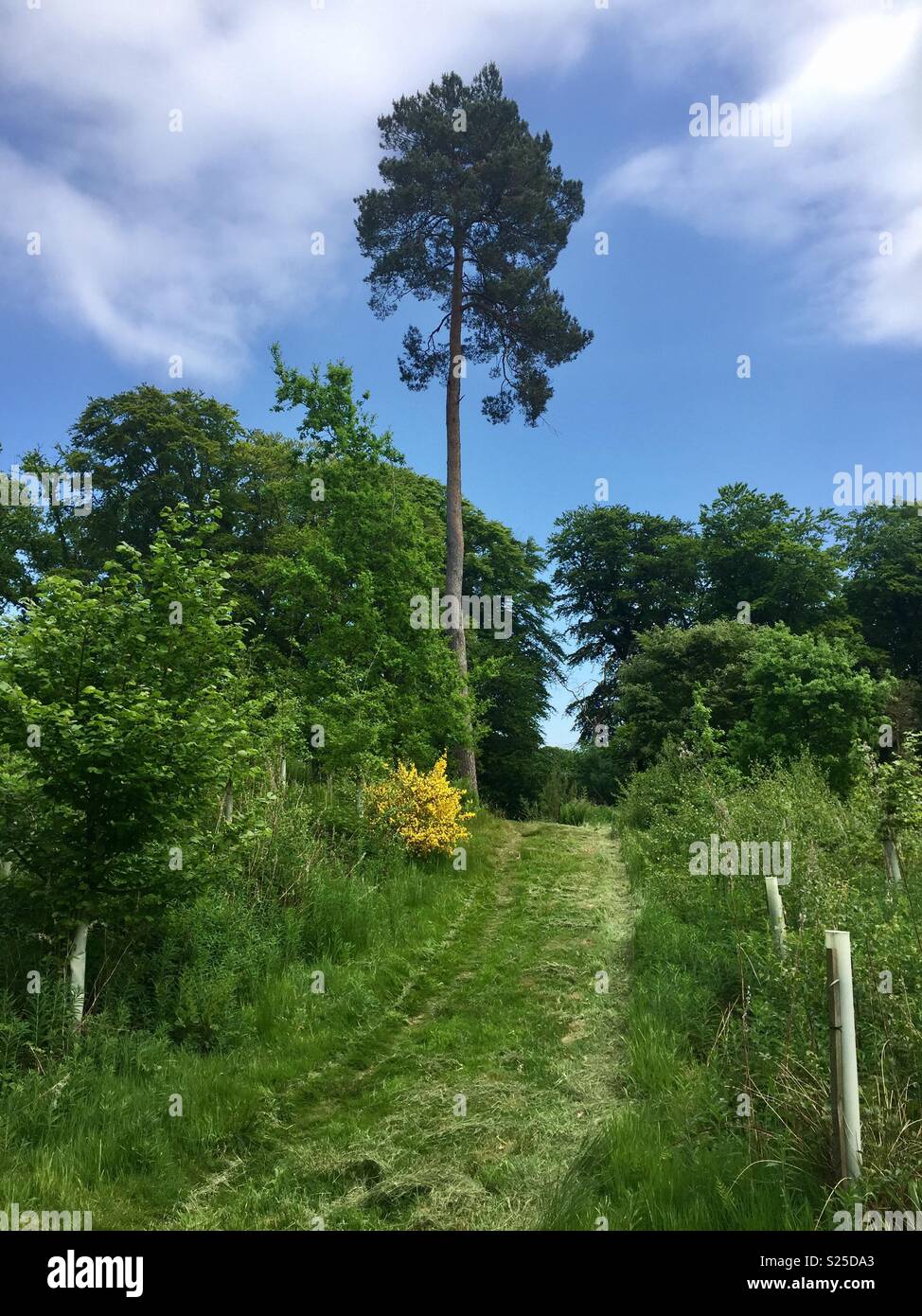 Tall tree hi-res stock photography and images - Alamy