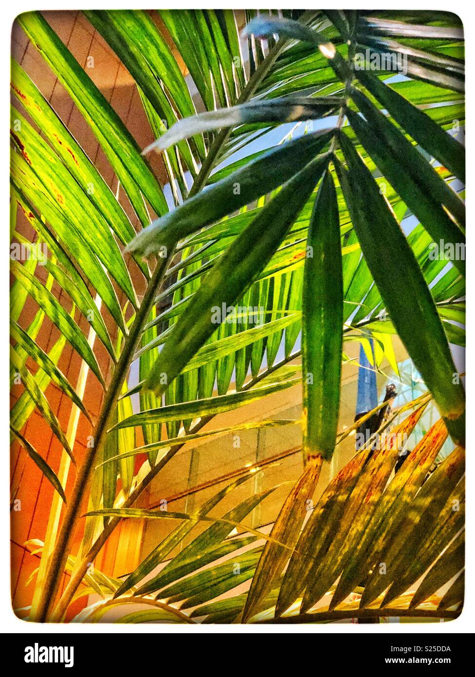 Palm Frawns High Resolution Stock Photography and Images - Alamy