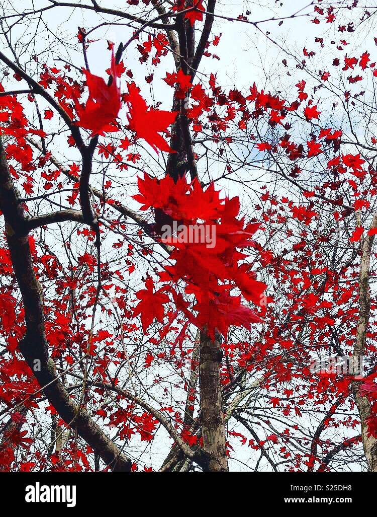 Fire engine Red Leaves Stock Photo - Alamy