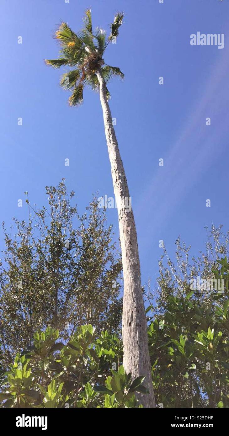 Lanky tree hi-res stock photography and images - Alamy