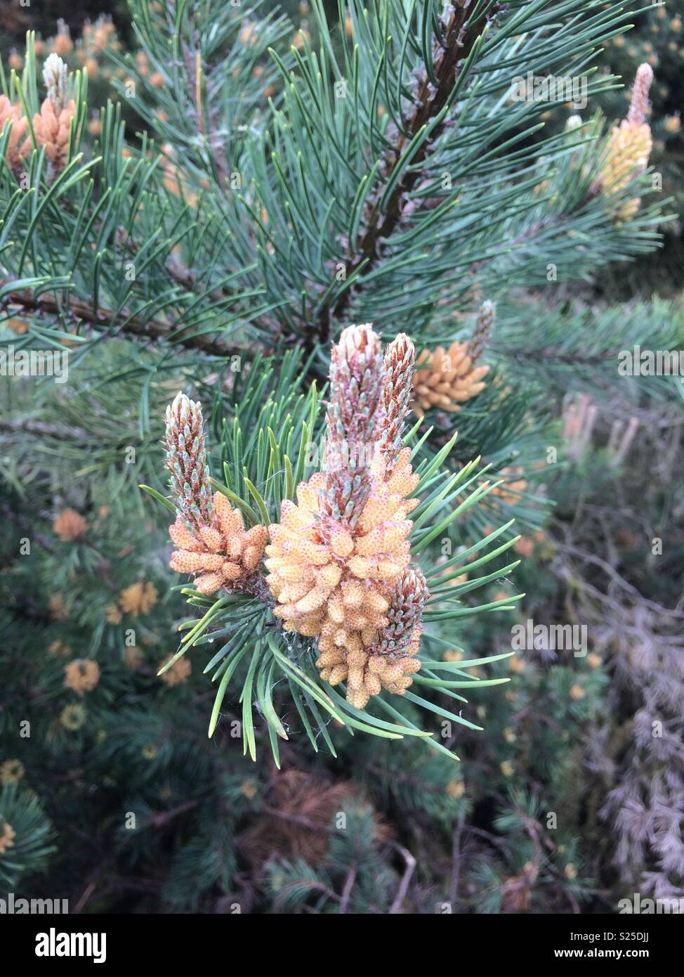 Pine cone tree Stock Photo - Alamy