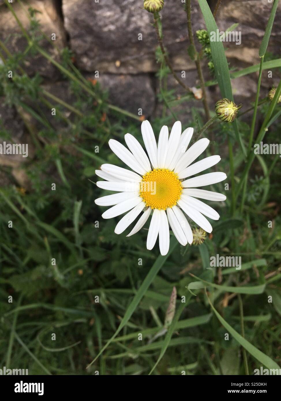 Daisy grass hi-res stock photography and images - Alamy