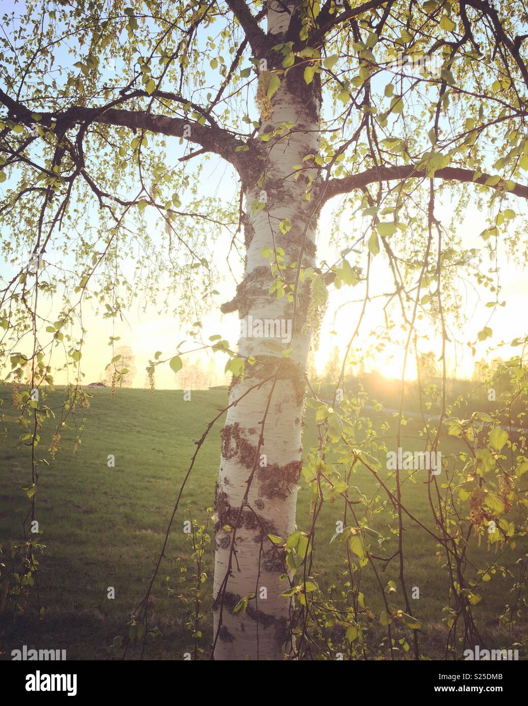 Birch spring hi-res stock photography and images - Alamy