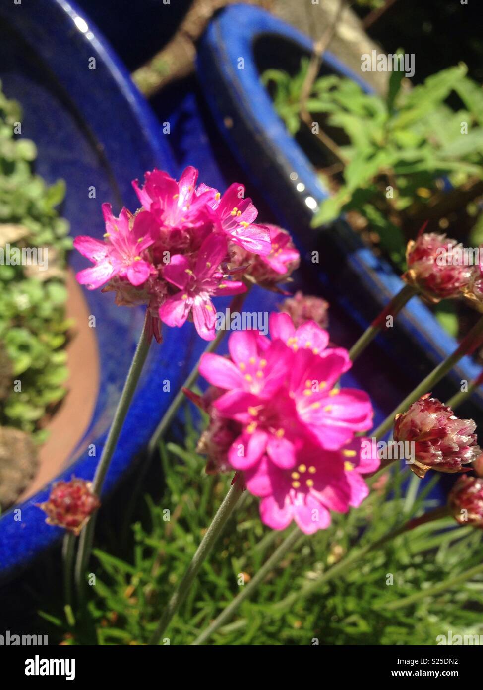 Pink little flowers hi-res stock photography and images - Alamy