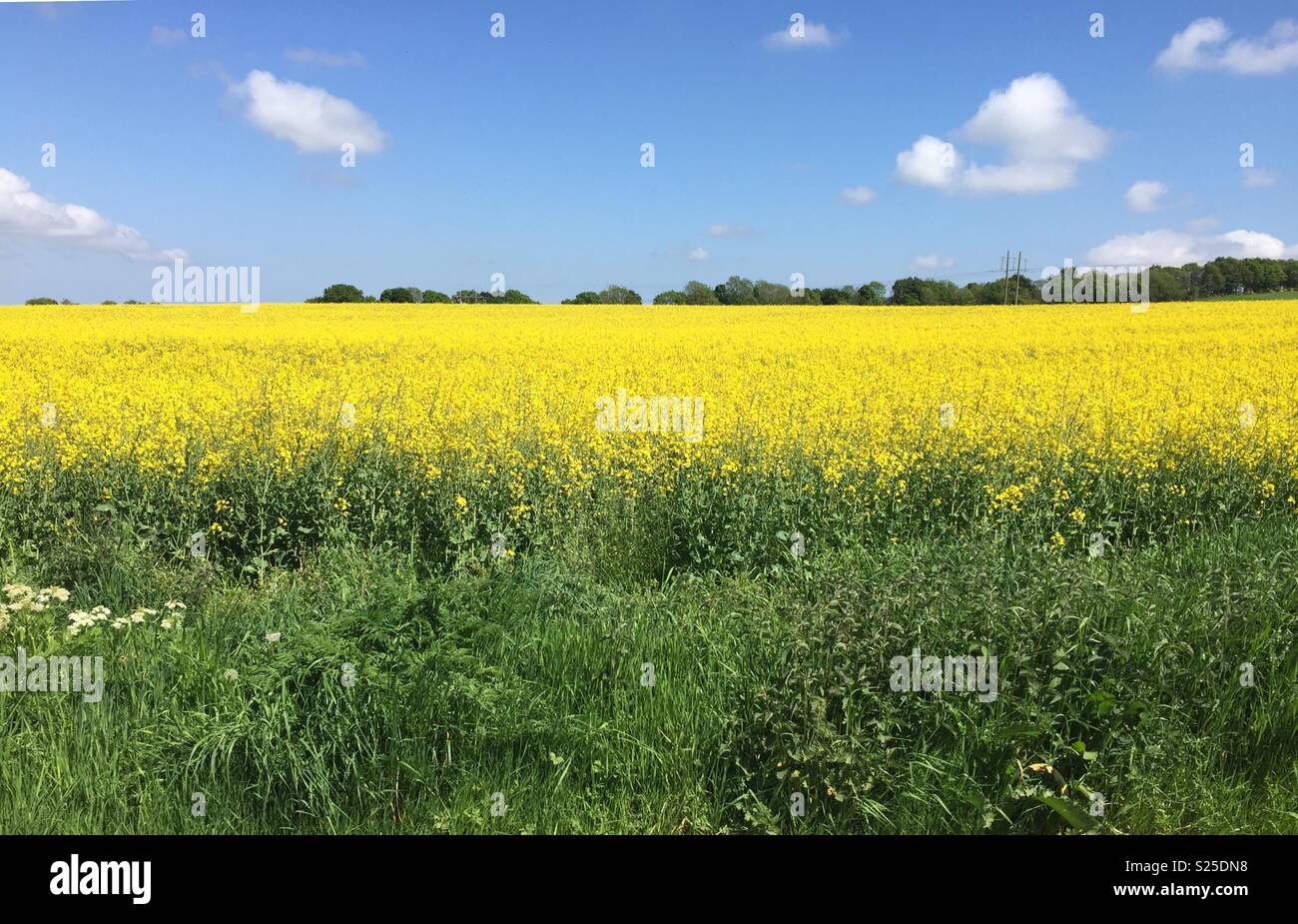 Letham, Angus, Scotland Stock Photo - Alamy