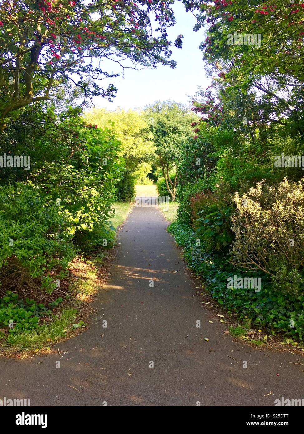 Path bushes hi-res stock photography and images - Alamy