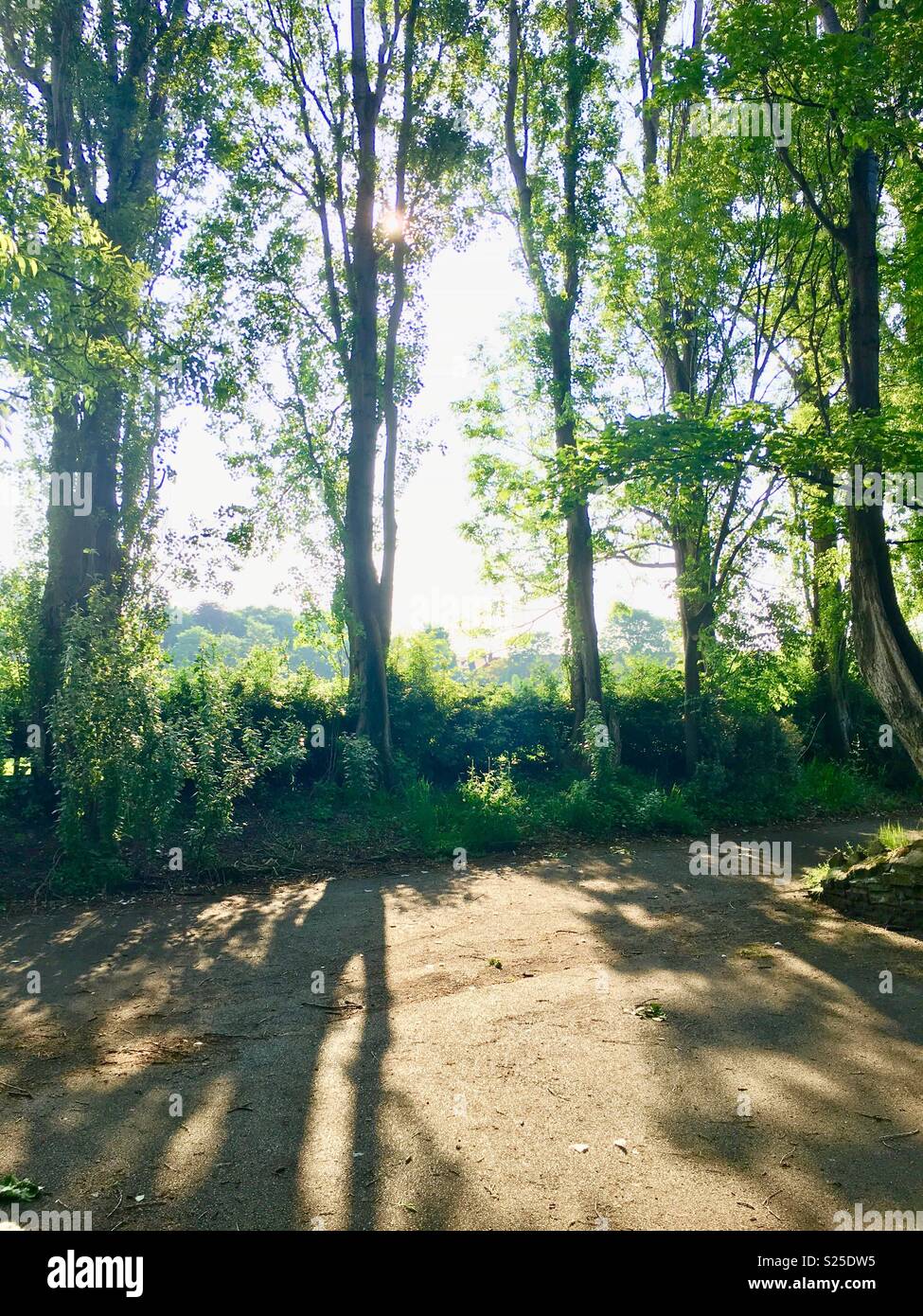 Morning_walk hi-res stock photography and images - Alamy
