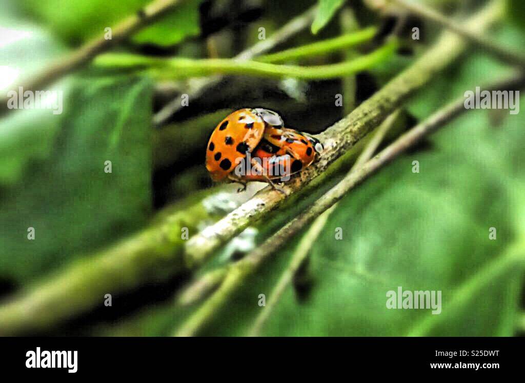 Lucky beetles get married Stock Photo - Alamy