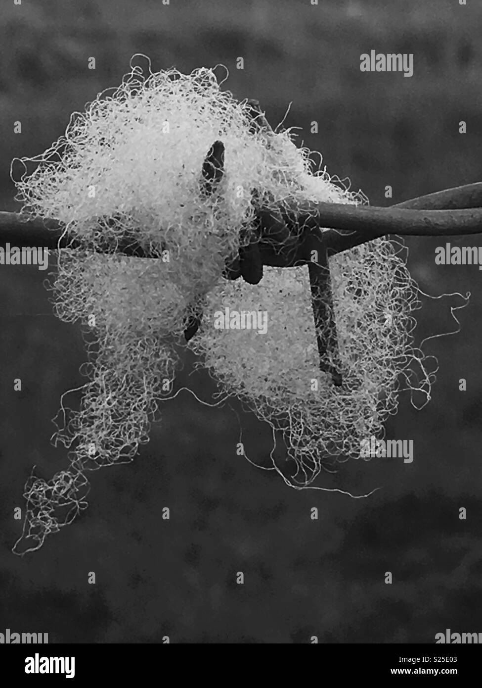 Wool on barbed wire in black & white Stock Photo - Alamy