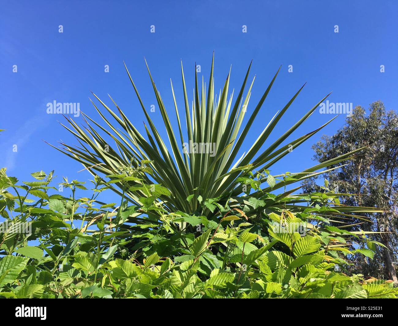 Sharp Plant in the Crystal Sky Stock Photo - Alamy