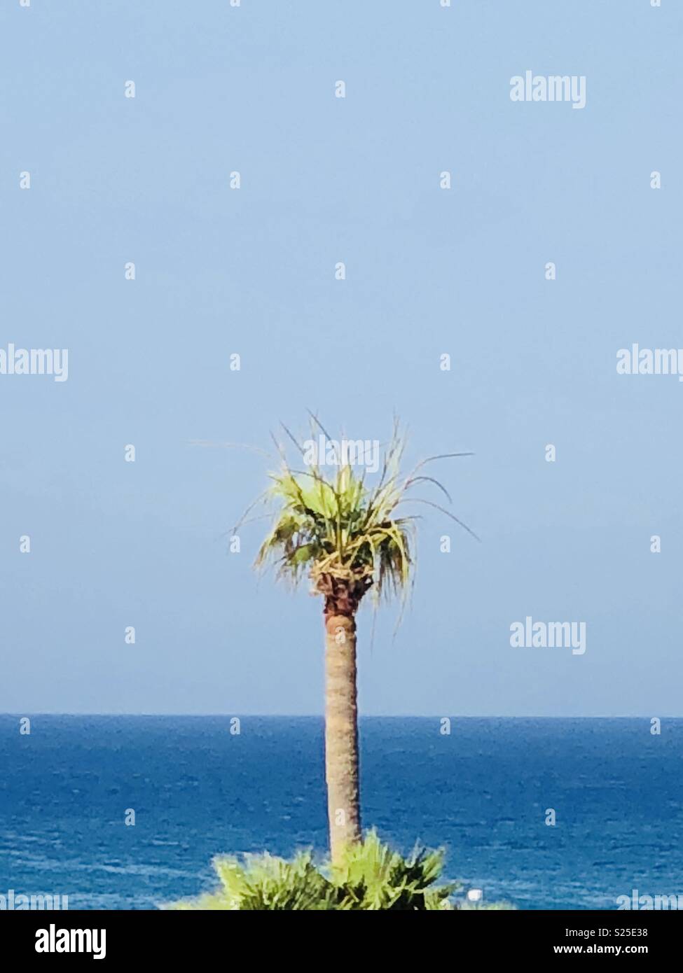 Cyprus palm tree hi-res stock photography and images - Alamy