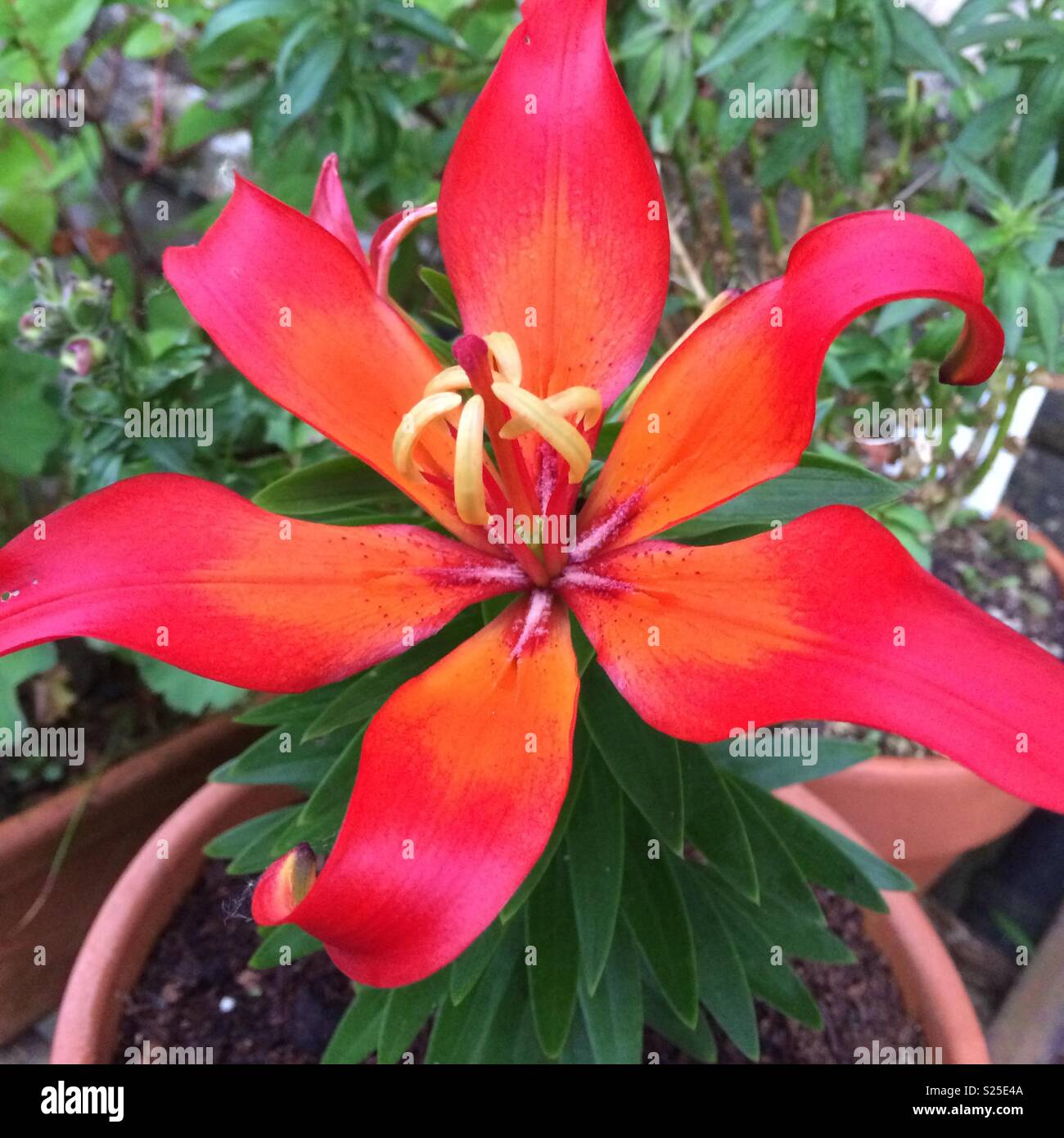 Lily asiatic hi-res stock photography and images - Alamy