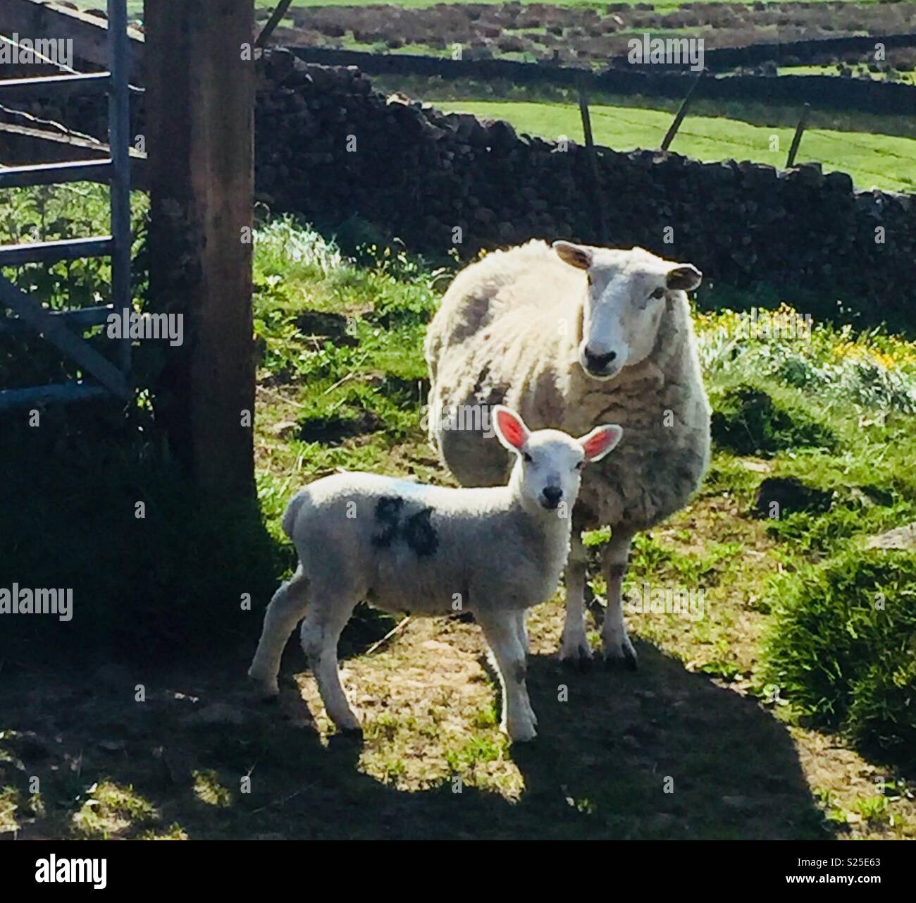 Lamb and mummy Stock Photo - Alamy