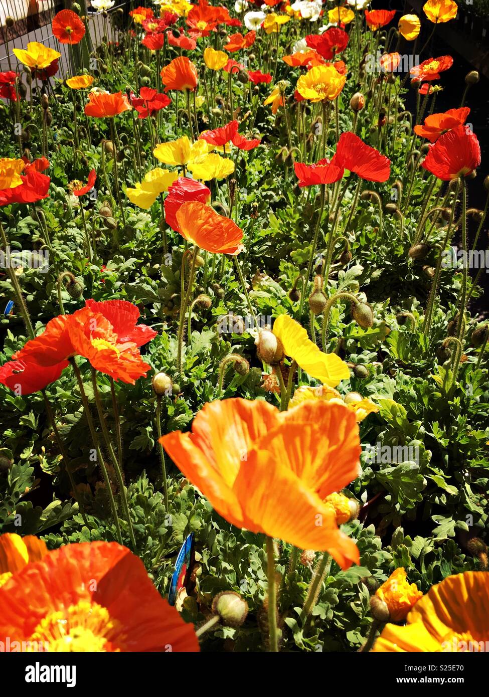 Orange poppys hi-res stock photography and images - Alamy