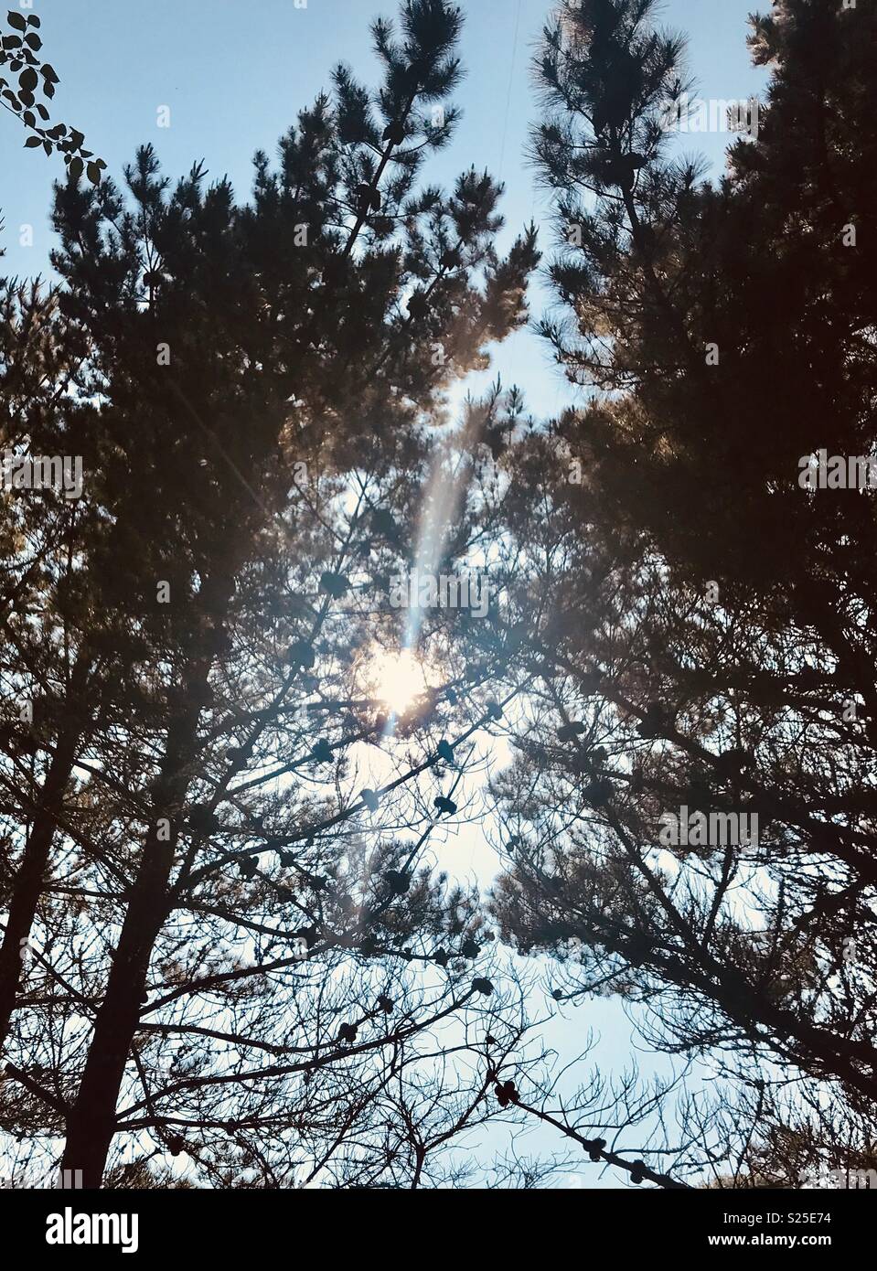 Trees suns rays hi-res stock photography and images - Alamy