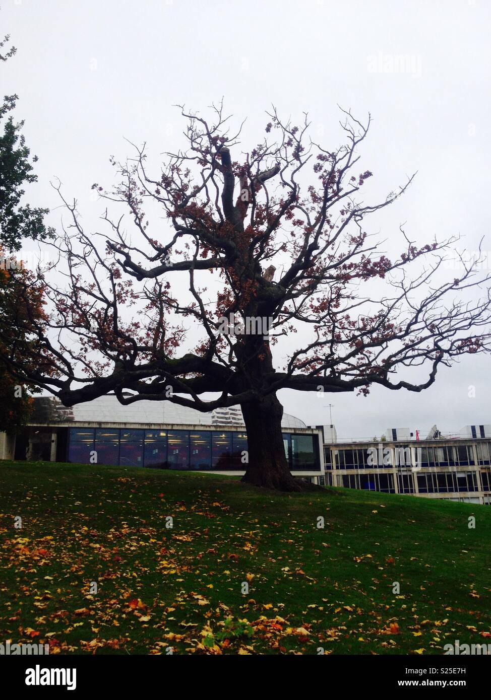 Scary tree england hi-res stock photography and images - Alamy