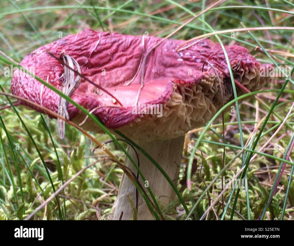 Wild pink fungi Stock Photo - Alamy