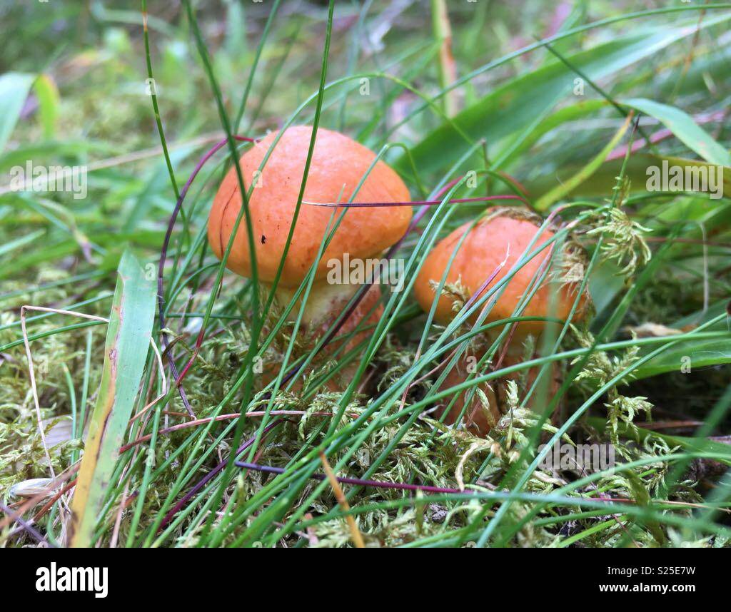 Wild Orange fungi from the highlands Stock Photo - Alamy