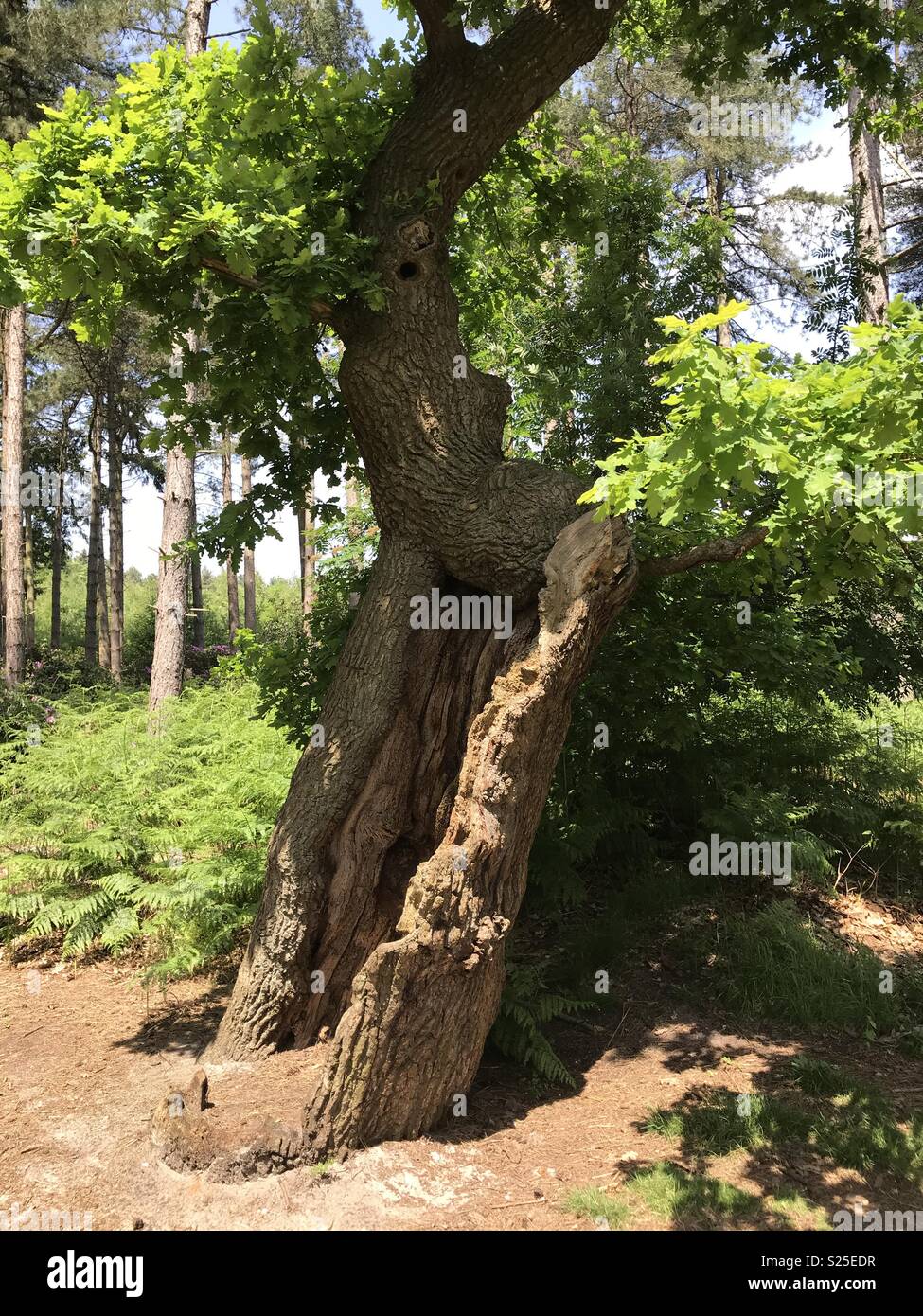 Tree hollow hi-res stock photography and images - Alamy