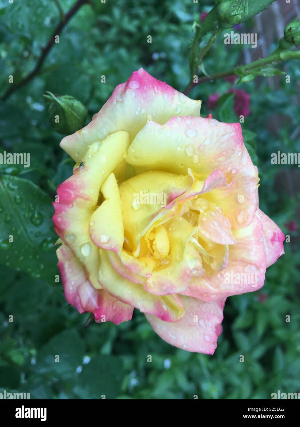 The morning rose hi-res stock photography and images - Alamy