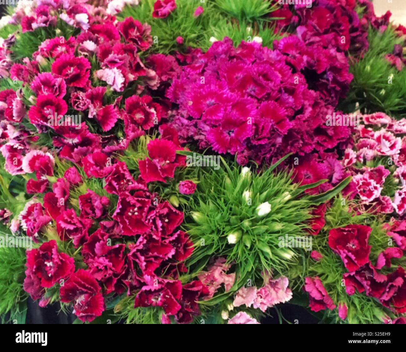 Sweet williams flowers hi-res stock photography and images - Alamy